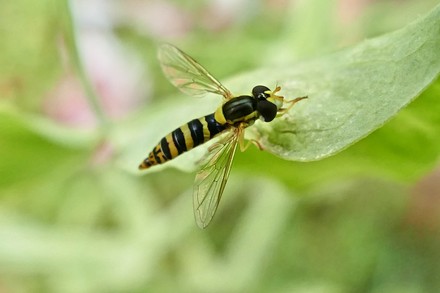 Hover Flies On Leaves Humidity Editorial Stock Photo - Stock Image ...