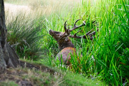 Red Deer Stag Wallows Mud Side Editorial Stock Photo - Stock Image ...