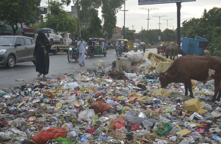 Cattle Rummaging Through Garbage Dumped Open Editorial Stock Photo ...
