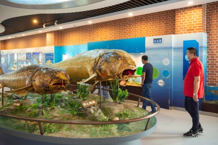 Tourists Visit Fish Culture Museum Fuyuan Editorial Stock Photo - Stock ...