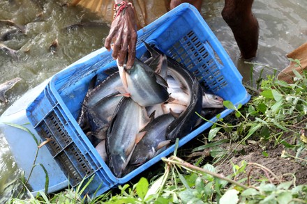 Indian Local Fishermen Catch Carry Fish Editorial Stock Photo - Stock ...
