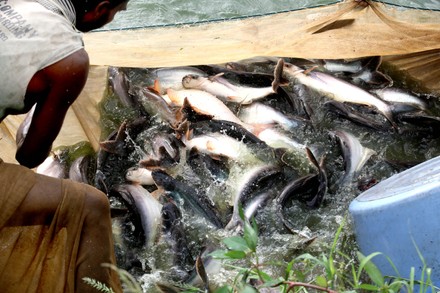 Indian Local Fishermen Catch Fish Agriculture Editorial Stock Photo ...