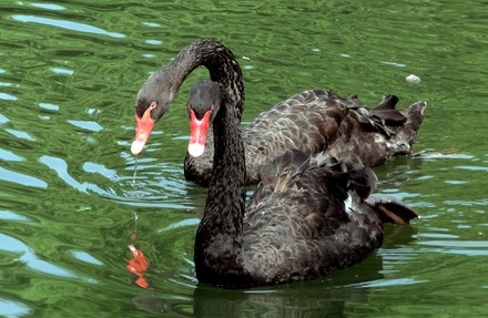Couple Balck Swans Show Their Love Editorial Stock Photo - Stock Image ...