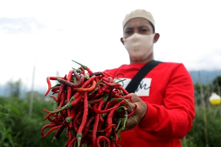 Farmer Wearing Face Mask Harvests Red Editorial Stock Photo - Stock ...