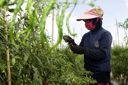 Farmer Wearing Face Mask Harvests Red Editorial Stock Photo - Stock ...