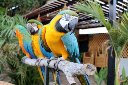 Palestinian parrot breeder Nash'at Etmeizi shows some of his birds in ...