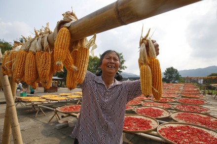 12 Best corn country Stock Pictures, Editorial Images and Stock Photos ...