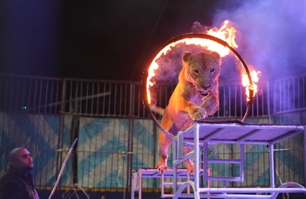 Lioness Jumps Through Ring Fire During Editorial Stock Photo - Stock ...