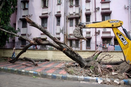 __COUNT__ Replantation of uprooted trees due to Amphan, Kolkata, West ...