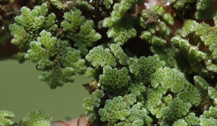 Close Azolla Plants On Farm Palestinian Editorial Stock Photo - Stock ...