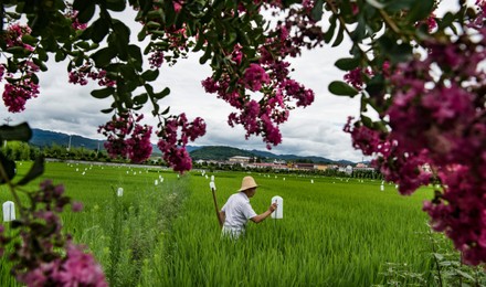 Villager Checks On Light Traps Insects Editorial Stock Photo - Stock ...