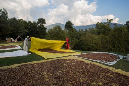 Farmers Dry Harvested Walnuts Village Anantnag Editorial Stock Photo ...