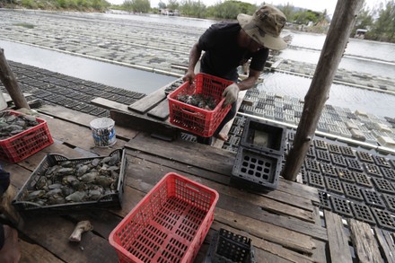 Laboer Works Softshelled Crab Cultivation Farm Editorial Stock Photo ...