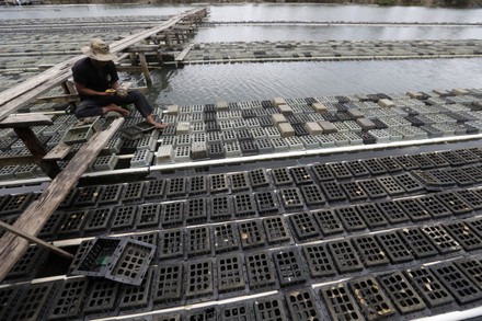 Laboer Works Softshelled Crab Cultivation Farm Editorial Stock Photo ...