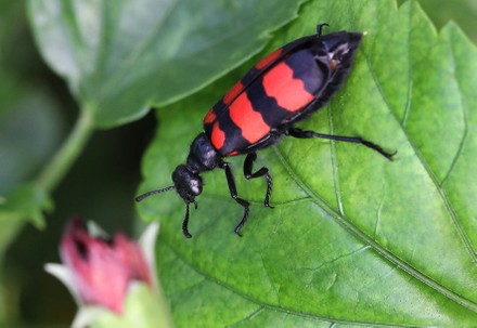 Blister Beetle Meloidae Family Feeds On Editorial Stock Photo - Stock ...