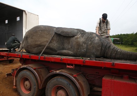 Truck Transporting Elephant By Agents Special Editorial Stock Photo ...