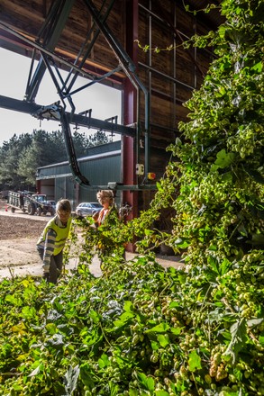 80 Hop picking Stock Pictures, Editorial Images and Stock Photos ...