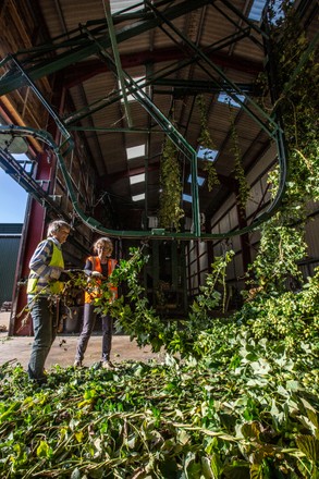 80 Hop picking Stock Pictures, Editorial Images and Stock Photos ...