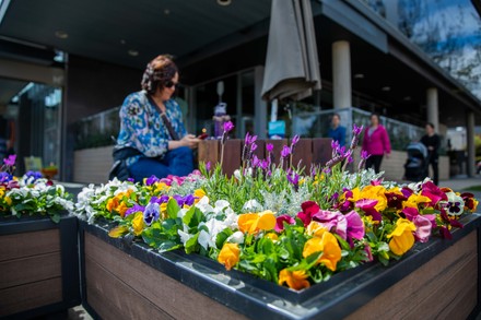 __COUNT__ Australia Canberra Flower Festival - 12 Sep 2020 Stock ...