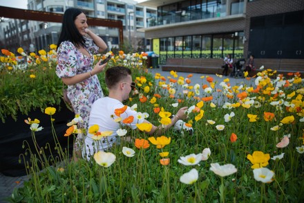__COUNT__ Australia Canberra Flower Festival - 12 Sep 2020 Stock ...