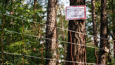 6,000 Fever tree Stock Pictures, Editorial Images and Stock Photos ...