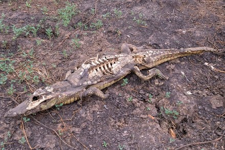 Carcass Alligator After Fire Pantanal Mato Editorial Stock Photo ...
