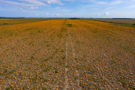 Thousands Pumpkins Field Near Wisbech Cambridgeshire Editorial Stock ...