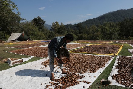 Kashmiri Women Remove Walnut Covers Sticks Editorial Stock Photo ...