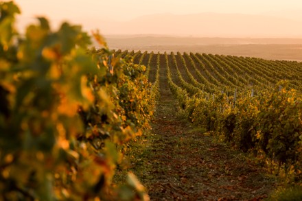 General View Vineyard Stone Castle Winery Editorial Stock Photo - Stock ...