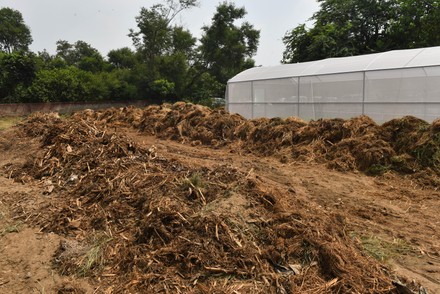 Decomposed Straw Waste Crop Seen On Editorial Stock Photo - Stock Image ...