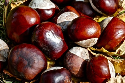Fallen Glossy Conkers On Ground Green Editorial Stock Photo - Stock ...