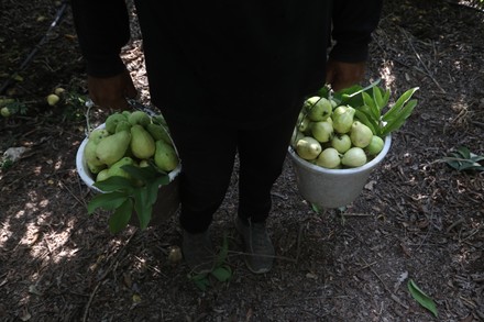 Palestinian Farmer Harvests Fresh Guavas Field Editorial Stock Photo ...
