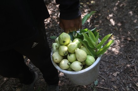 Palestinian Farmer Harvests Fresh Guavas Field Editorial Stock Photo ...