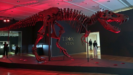 Fossil Remains Tyrannosaurus Rex Named Stan Editorial Stock Photo ...