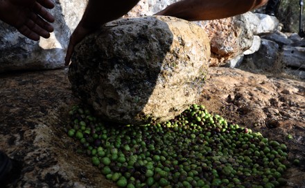 Palestinian Farmer Pushes Stone Called Al Editorial Stock Photo - Stock ...