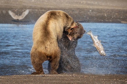 78 Aggressive bear Stock Pictures, Editorial Images and Stock Photos ...
