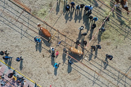 250 Cattle racing Stock Pictures, Editorial Images and Stock Photos ...