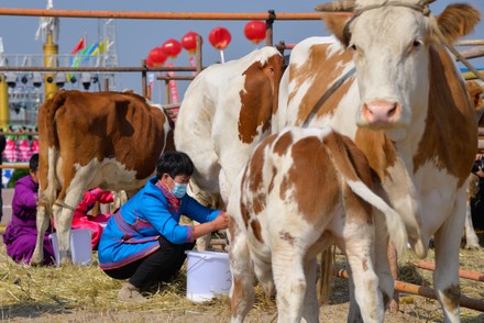 250 Cattle racing Stock Pictures, Editorial Images and Stock Photos ...