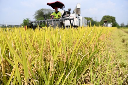 Villager Operates Reaping Machine Paddy Field Editorial Stock Photo ...