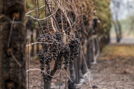 Ruined Grapes On Vine Fireravaged Chateau Editorial Stock Photo - Stock ...