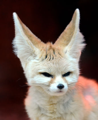 56 Fennec foxes Stock Pictures, Editorial Images and Stock Photos ...
