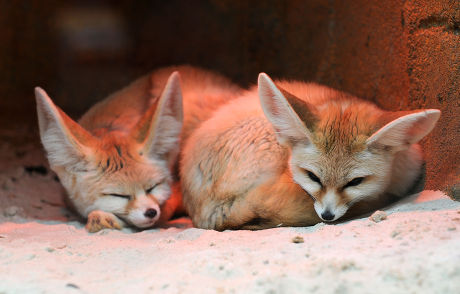 56 Fennec foxes Stock Pictures, Editorial Images and Stock Photos ...