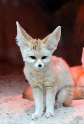Fennec Foxes Drusillas Park Alfriston Nreastborne Editorial Stock Photo ...