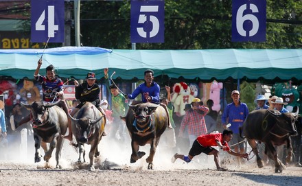 250 Annual water buffalo racing festival Stock Pictures, Editorial ...