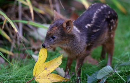 Newborn Southern Pudu Baby Enclosure Zoo Editorial Stock Photo - Stock ...