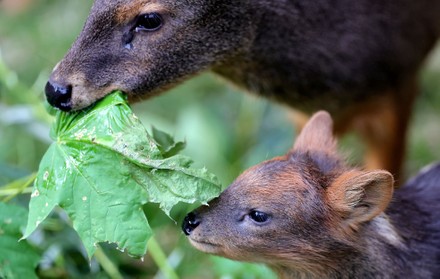 Newborn Southern Pudu Baby Enclosure Zoo Editorial Stock Photo - Stock ...