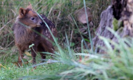Newborn Southern Pudu Baby His Mother Editorial Stock Photo - Stock ...