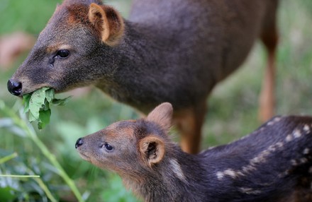 Newborn Southern Pudu Baby His Mother Editorial Stock Photo - Stock ...