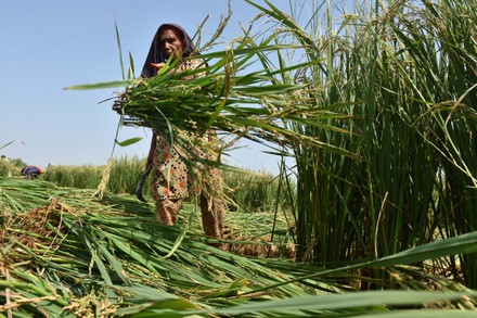 Pakistani Farmer Harvest Rice Crops Field Editorial Stock Photo - Stock ...