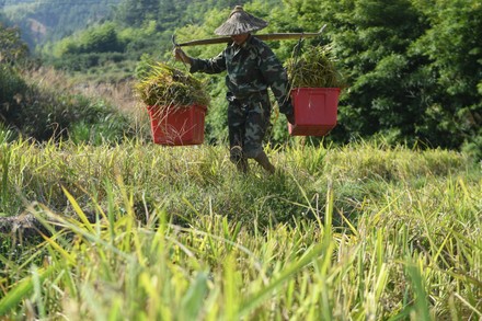 __COUNT__ China Fujian Minqing Harvest - 02 Oct 2020 Stock Pictures ...